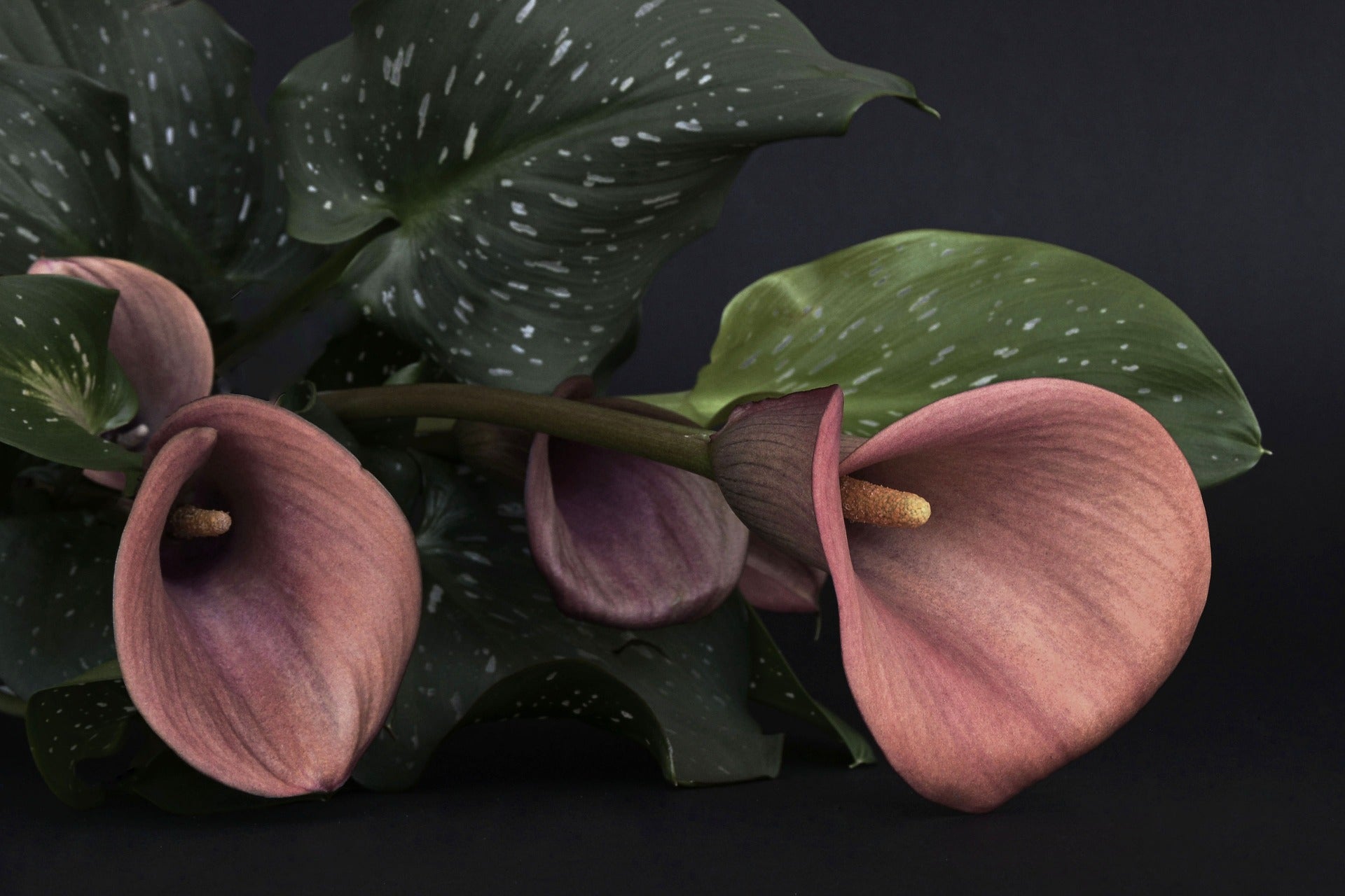 Calla – The Blonde Tulip