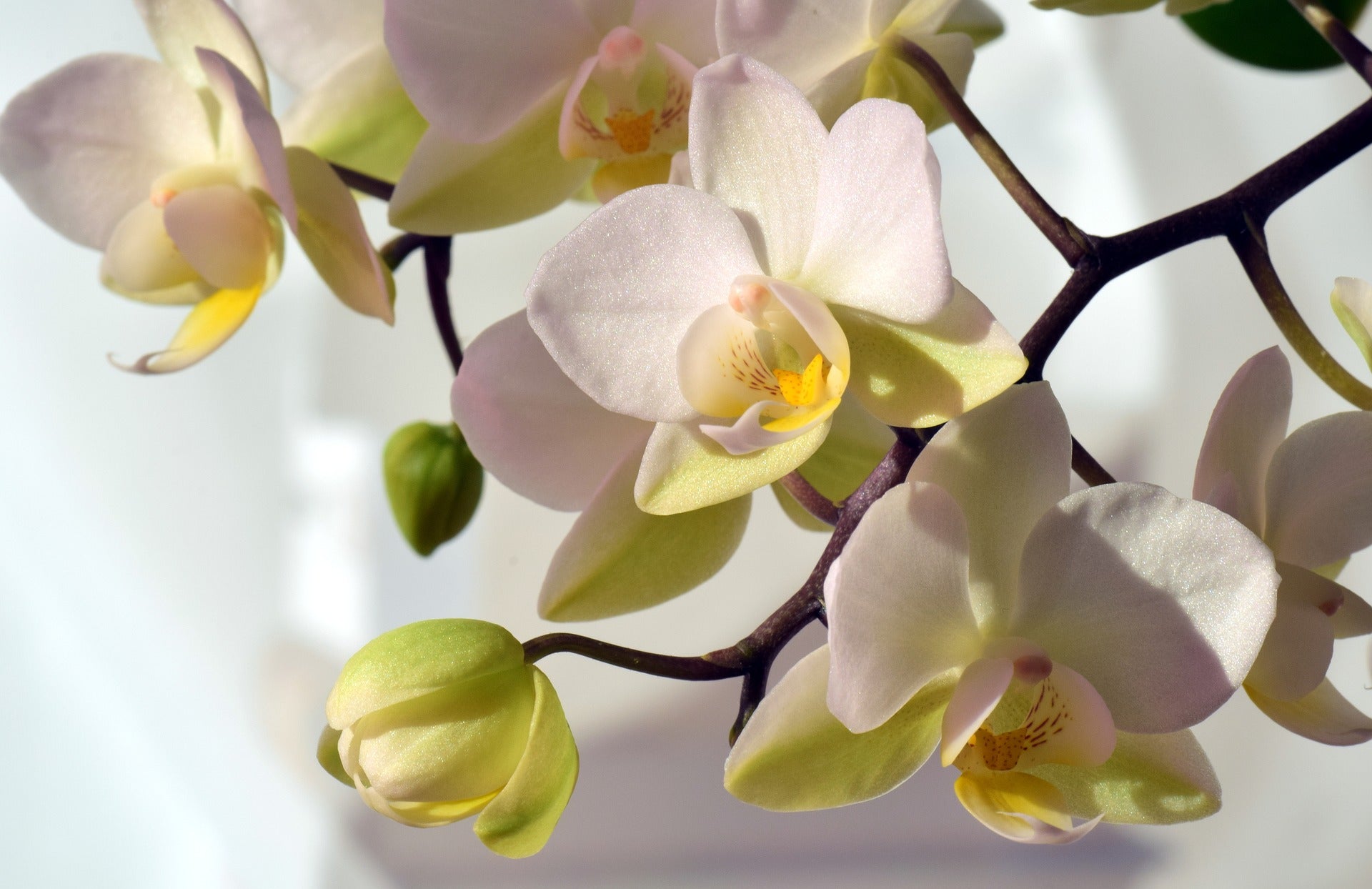 Orchids – The Blonde Tulip